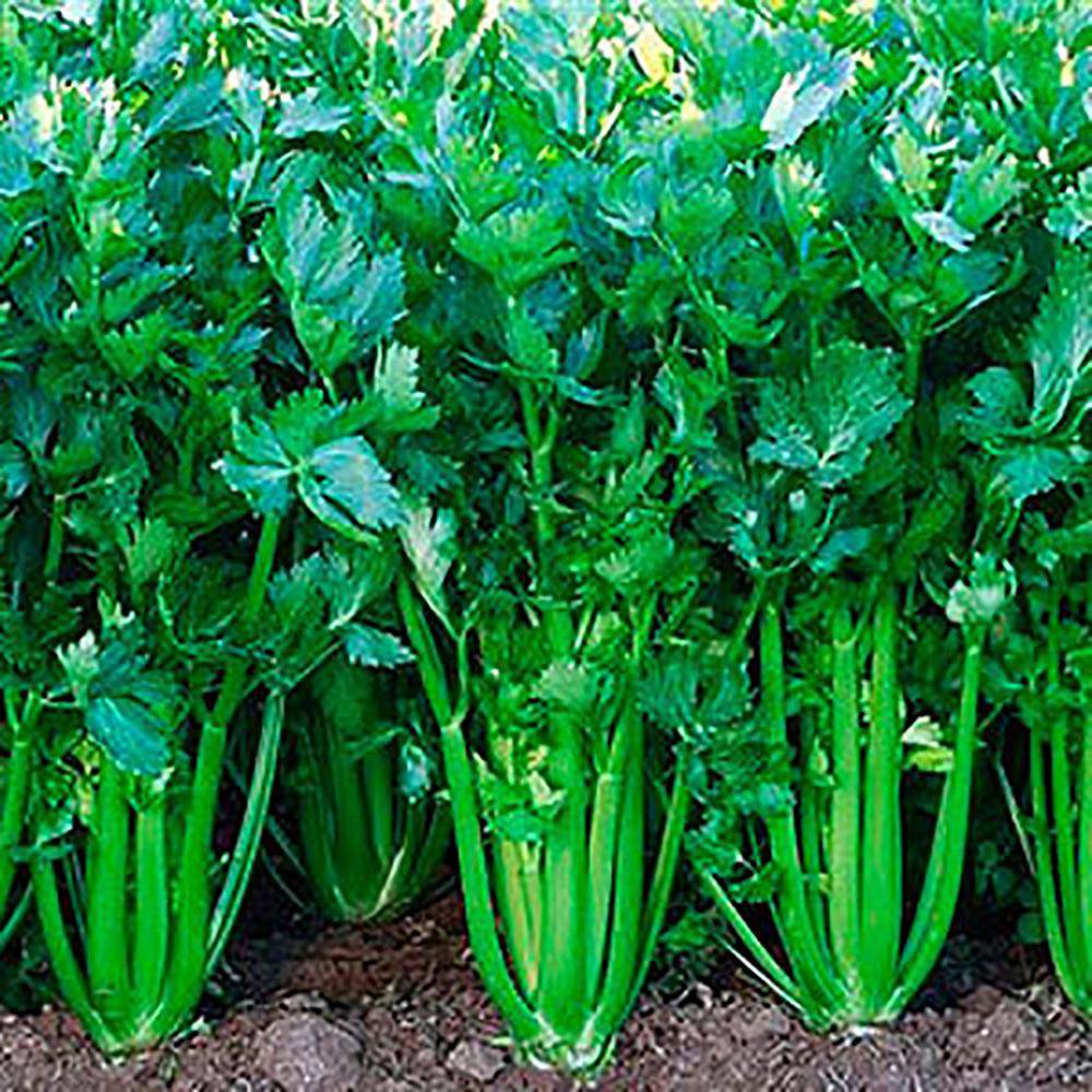 Semilla de Apio - Cemaco