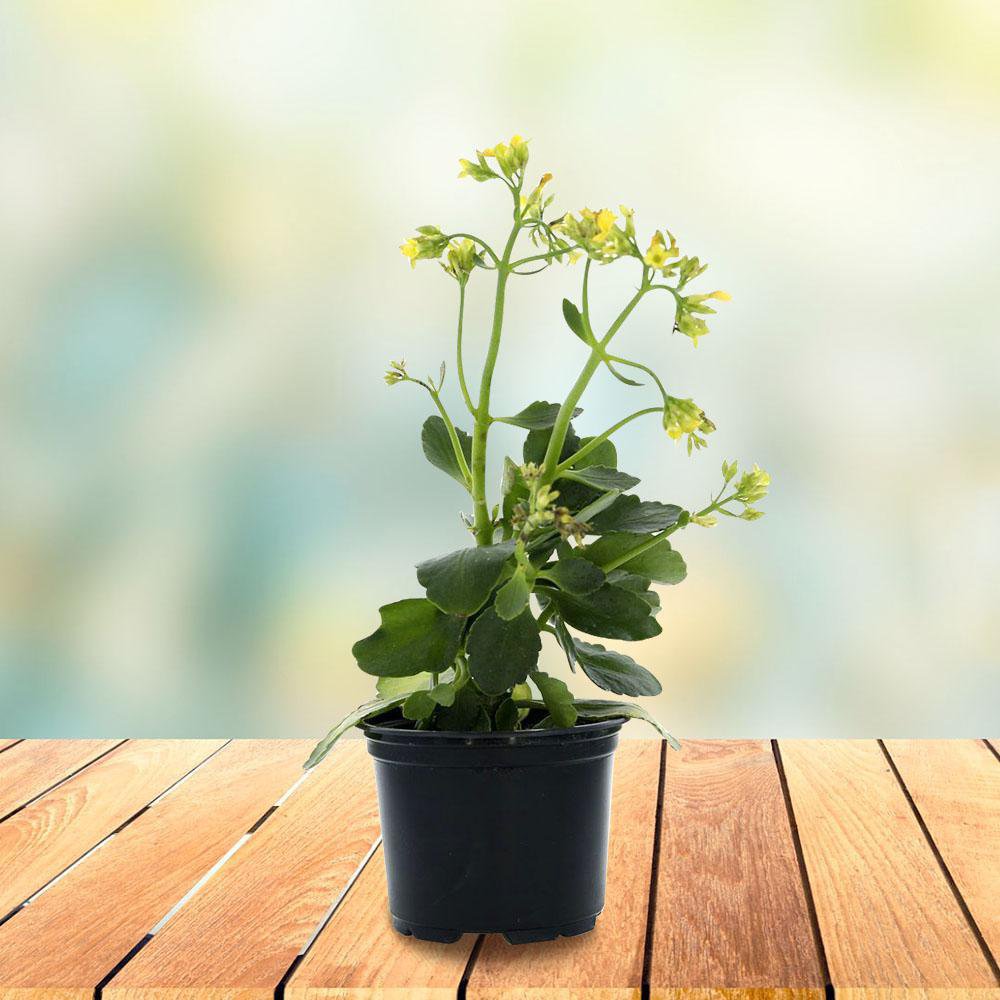 Planta Tropical Mp4 - Florasol - Cemaco