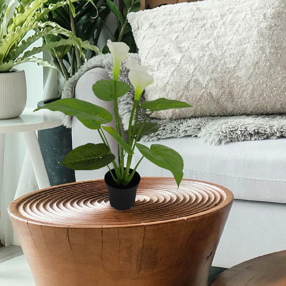 Cala Blanca en Maceta - Cemaco